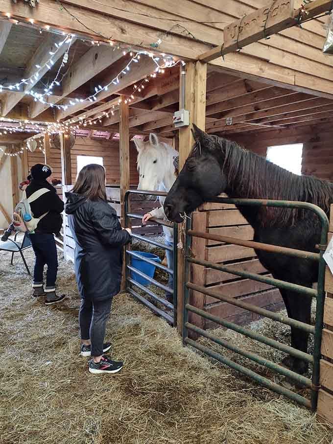The feeding station where visitors discover that miniature horses have surprisingly strong opinions about snack distribution timing.