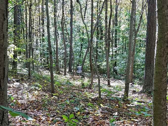 Disc golf baskets peek through the trees like metallic flowers, waiting patiently for their flying plastic visitors.