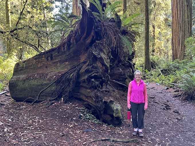 Standing next to an upturned redwood root system makes you feel like an ant at a dinosaur convention.