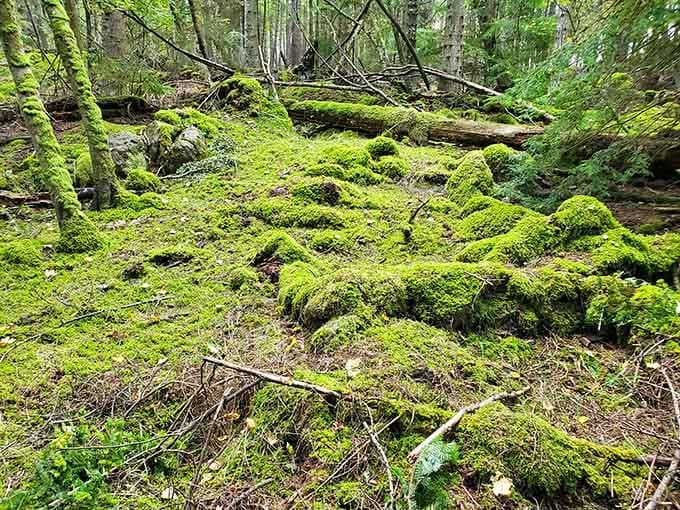 Moss-covered logs create a green carpet that would make any interior designer weep with envy.