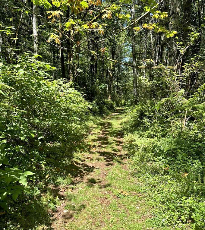Trails winding through greenery so lush you'll wonder if someone's been secretly watering the forest.