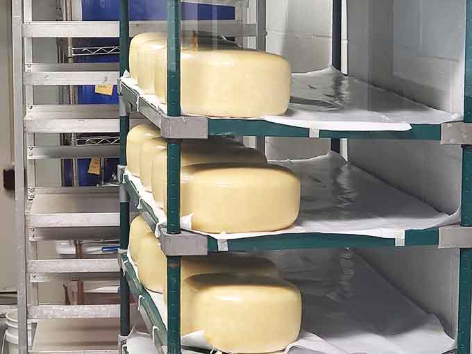 Cheese wheels aging on racks like fine wine, each one developing character and complexity while you're stuck in traffic.