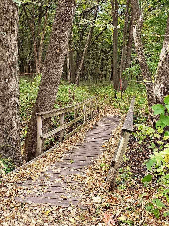 A wooden bridge leads deeper into the forest, inviting exploration like a scene from a storybook.
