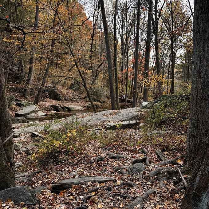 Autumn paints the forest in warm hues, turning an already beautiful hike into a Hallmark card come to life.