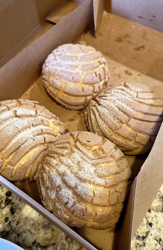 Conchas so perfectly formed they belong in a museum, except museums don't let you eat the exhibits.