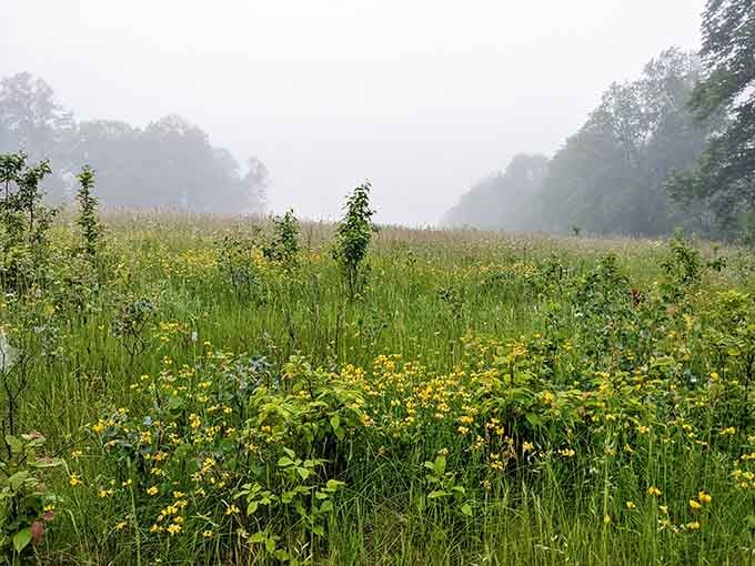 Wildflowers and morning fog create a scene so peaceful, even your worries take a vacation day here.