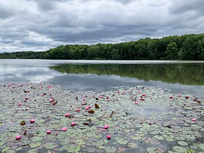 Lily pads floating like nature's own artwork, creating a scene painters wish they could capture.