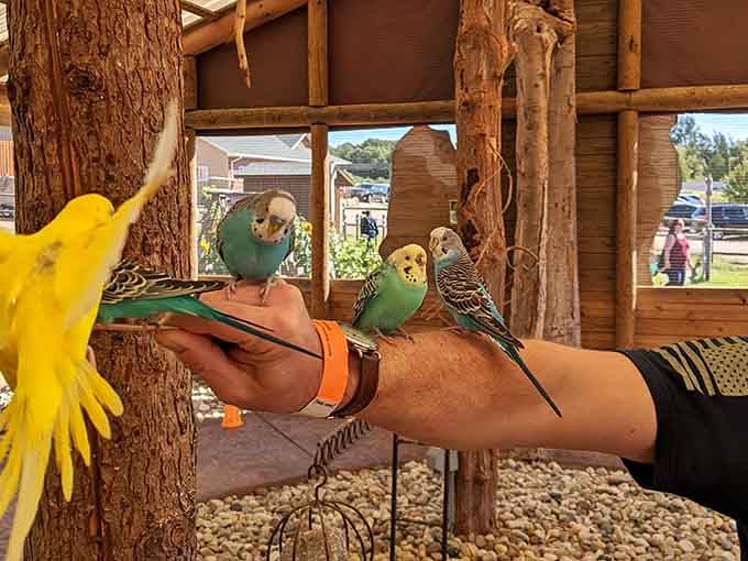 Colorful budgies perch on your arm like you're some kind of Disney character, making bird-whisperer dreams come true instantly.