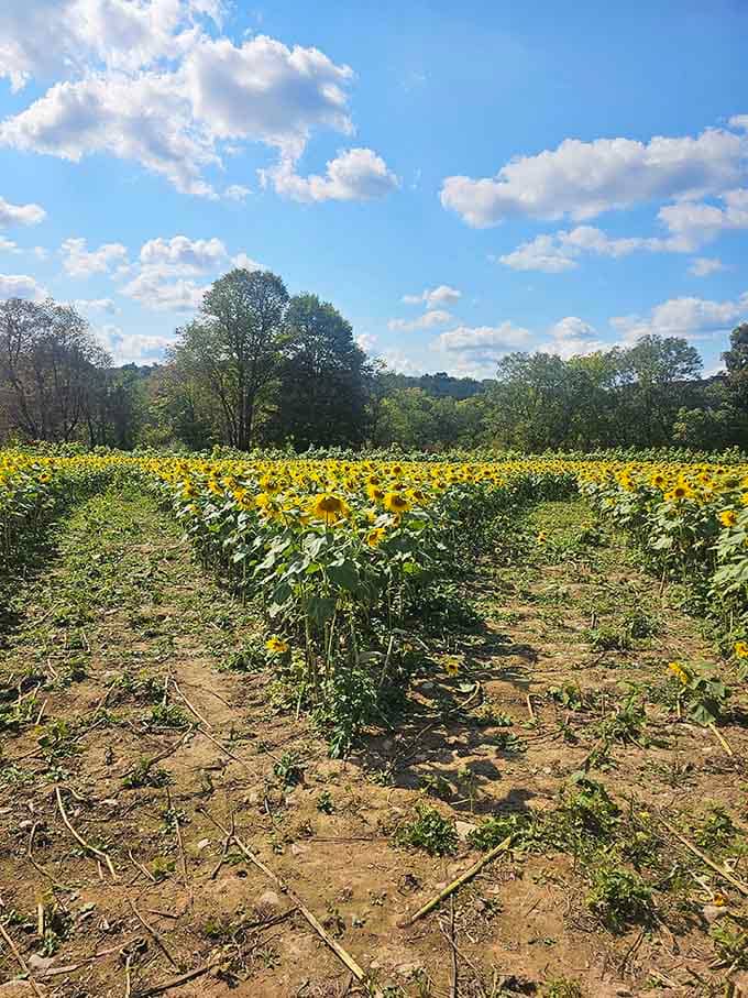 Perfectly aligned rows stretch into the distance, proving that farming can be both practical and absolutely breathtaking.