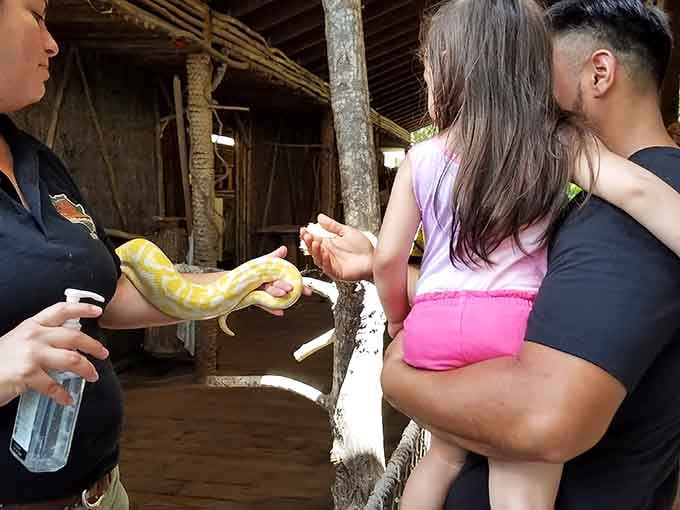 Getting up close with a python requires bravery, or at least someone else holding it first for you.
