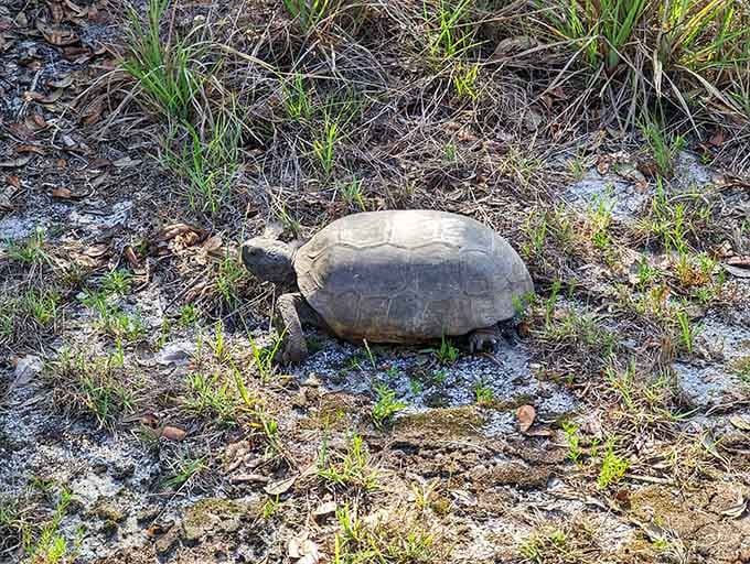 This gopher tortoise moves at retirement speed, living its best life one slow step at a time.