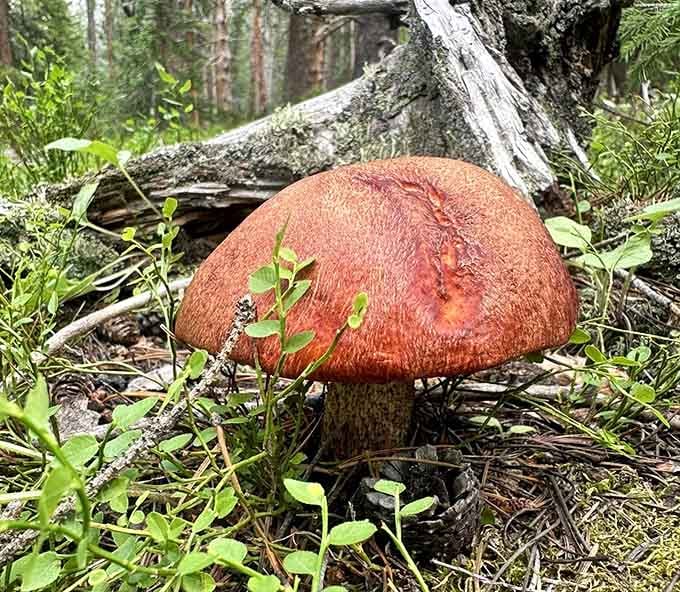 Even the fungi here put on a show: nature's little surprises waiting along the forest floor.