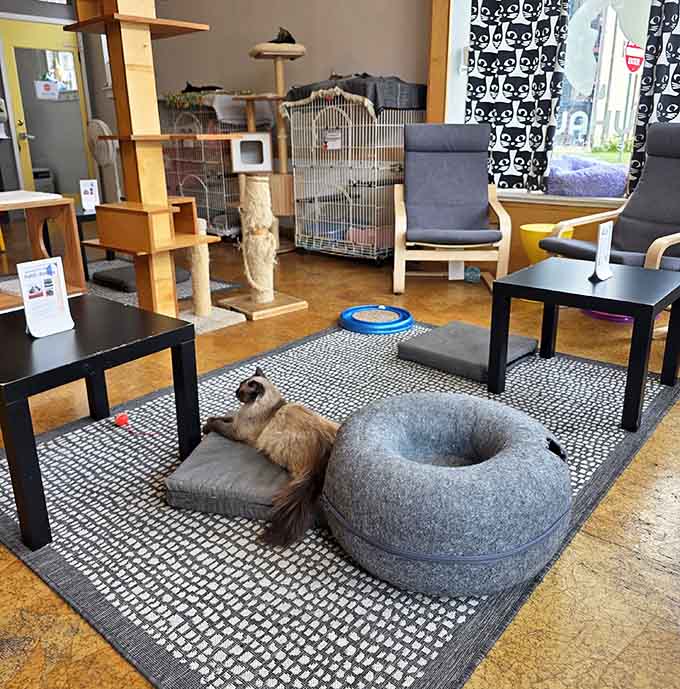Cats claiming their favorite spots while you claim yours, a peaceful coexistence that benefits everyone involved, especially your stress levels.