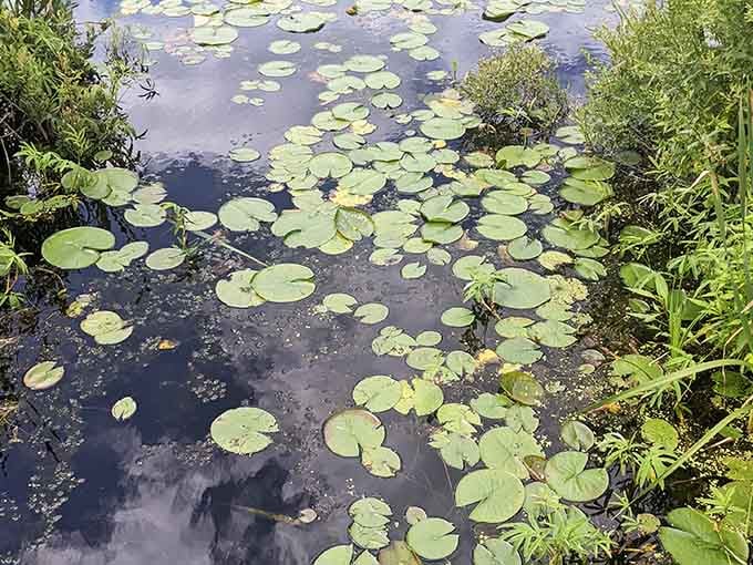 Water lilies dot the surface like scattered emeralds, each pad a tiny island in this peaceful bog.