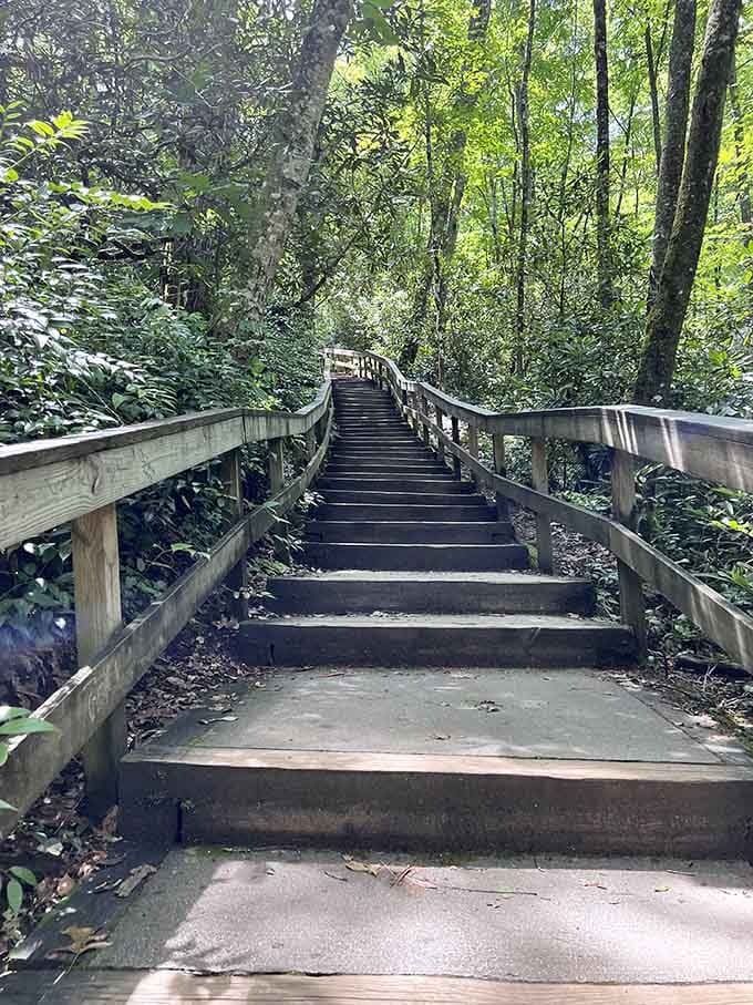 The wooden boardwalk winds through rhododendron tunnels like a scene from every fantasy adventure you've ever loved watching.