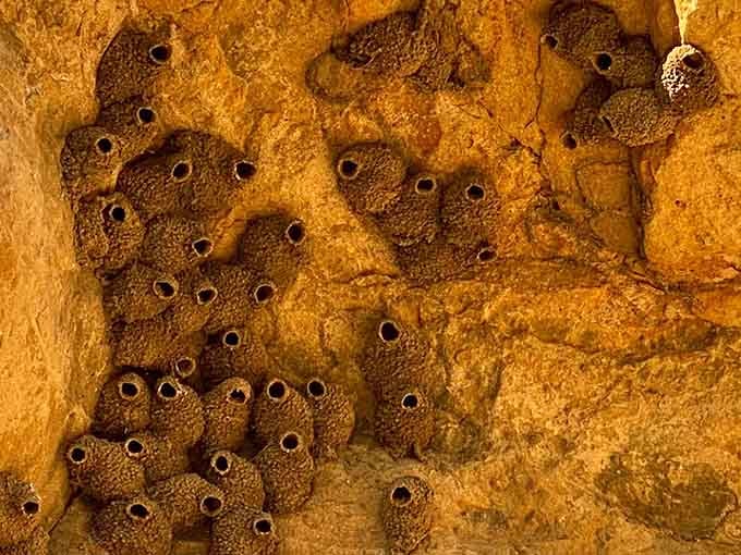Even the cliff swallows know prime real estate when they see it, building their mud condos on prehistoric walls.