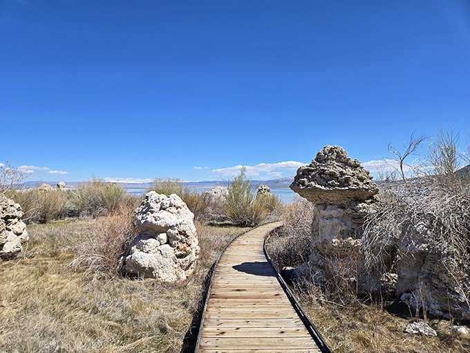 The boardwalk winds through tufa groves, keeping your feet dry while your camera works overtime.