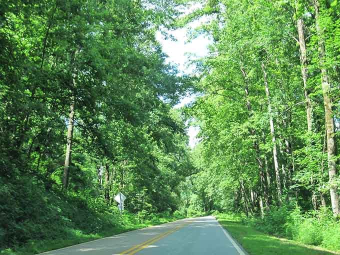 A tunnel of green so perfect it belongs in a movie about hobbits or magical wardrobes leading to other worlds.