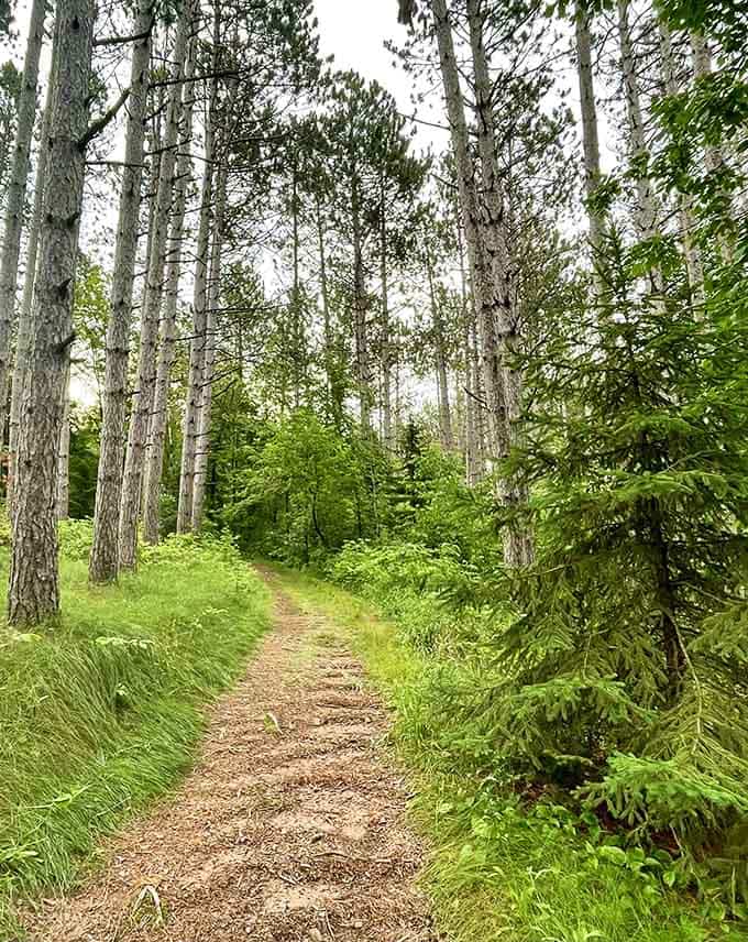 Sunlight filters through tall pines along this forest trail, creating nature's own cathedral with better acoustics.