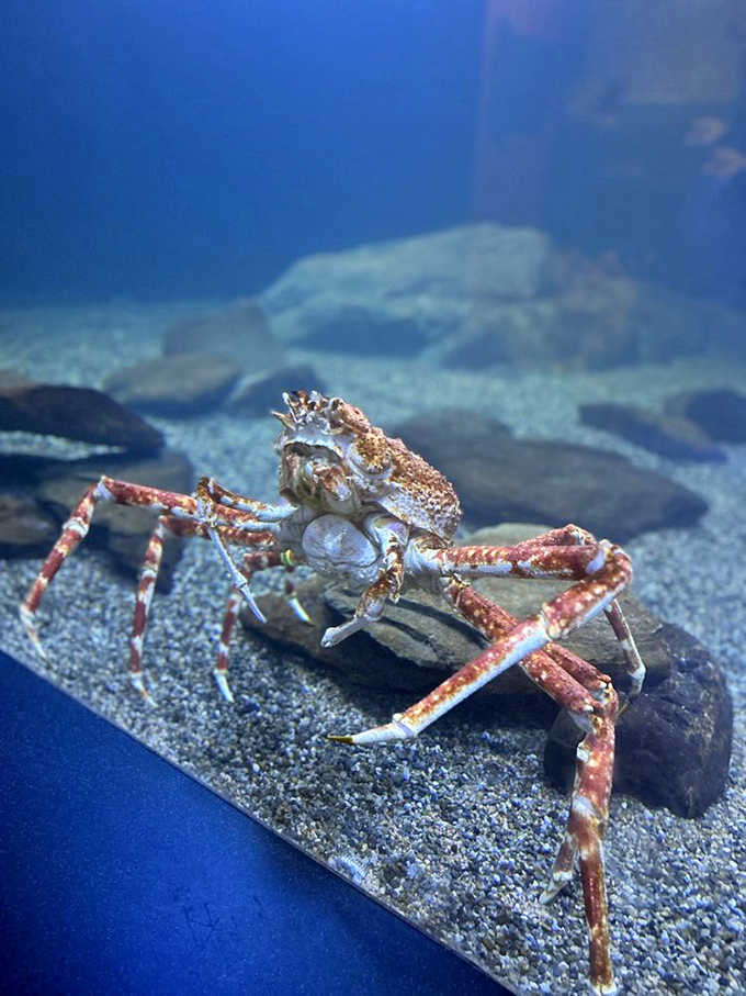 Japanese spider crabs look like something that crawled out of a creature feature, but they're fascinating examples of deep-sea evolution.