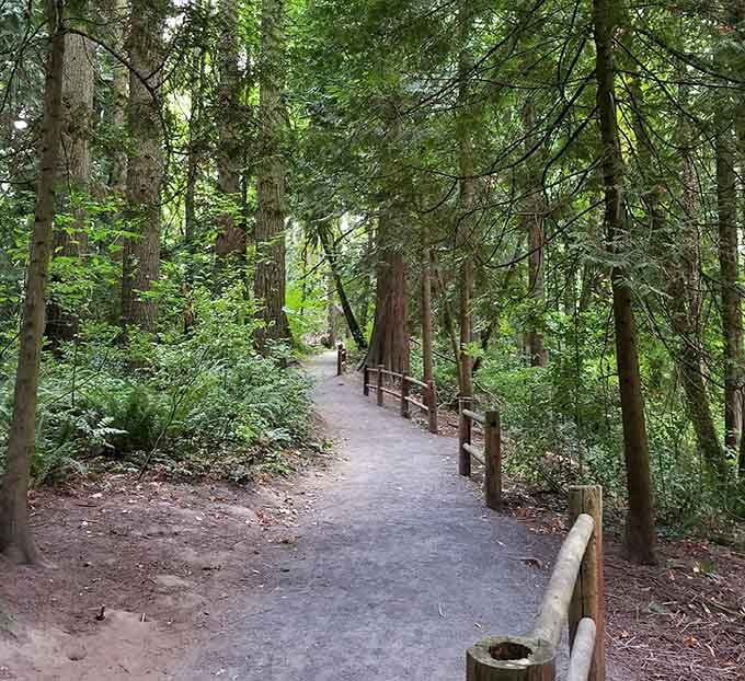 Wooden railings guide you deeper into the forest where the air smells like pine and possibility, no compass needed.