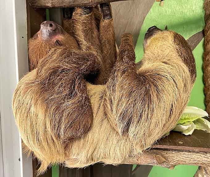 This sloth's hanging around like it's got nowhere to be, which is basically the entire sloth business model.