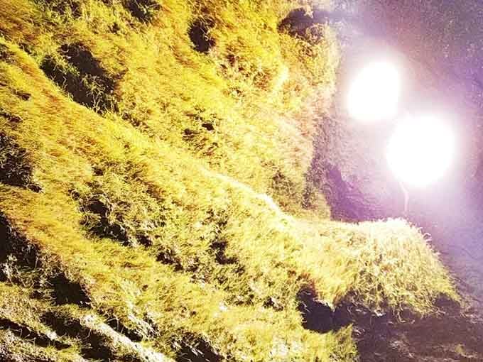Moss-covered surfaces glow golden, where moisture and minerals create living art on ancient stone canvases.