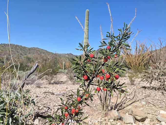Even desert plants need their vitamins, apparently, though these berries are definitely not part of your smoothie plan.