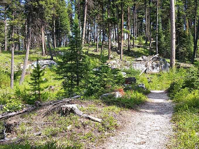 The forest trail winds through pines and rocks, offering that peaceful escape your therapist keeps recommending but costs way less.