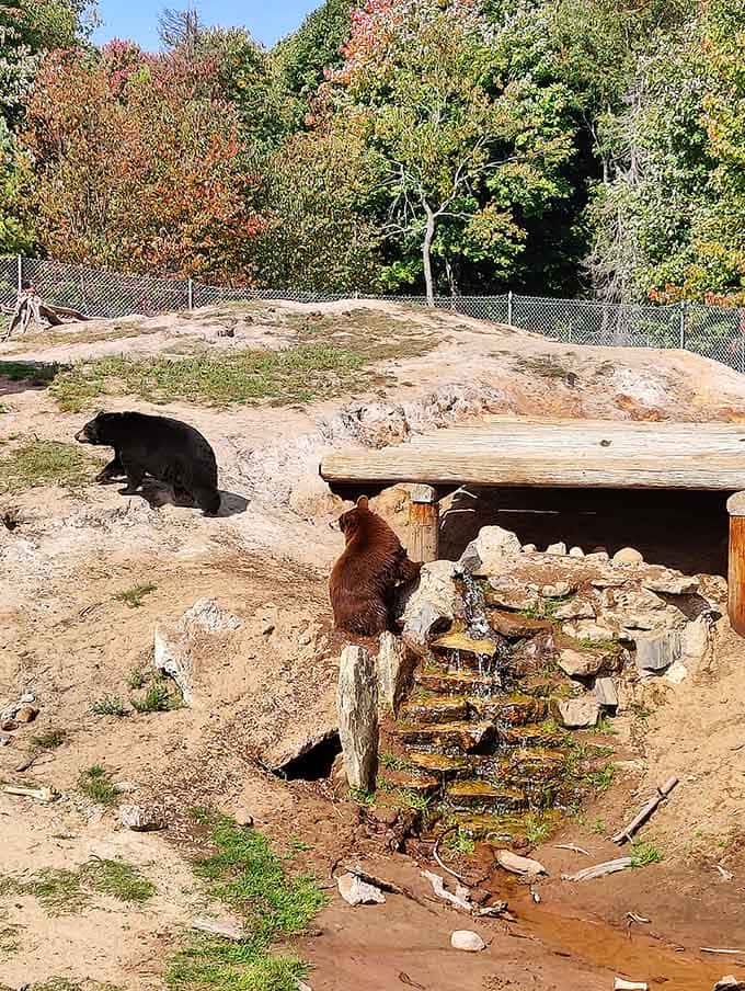 Bears of different colors explore their habitat, showcasing the diversity within this remarkable sanctuary's furry population safely.