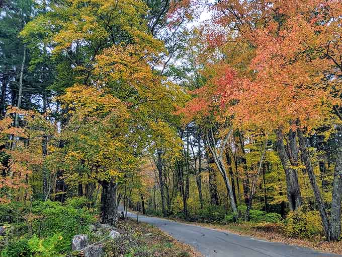 When the forest puts on its autumn wardrobe, even the roads become worth photographing instead of just driving.