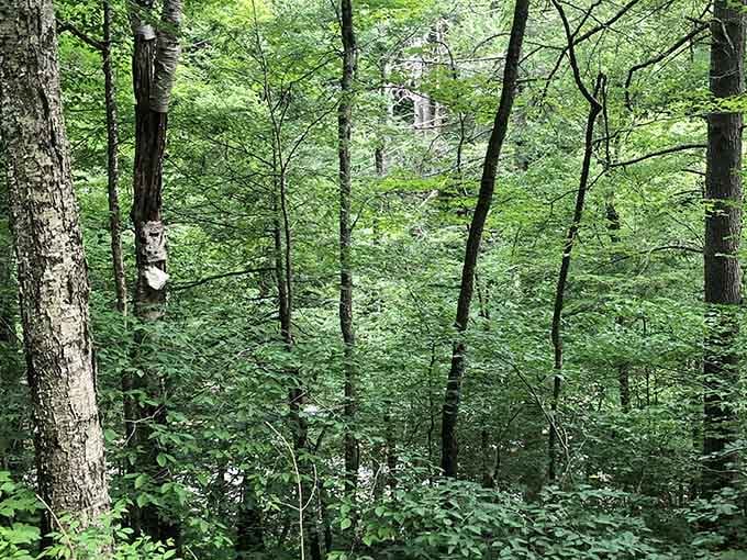 The towering forest canopy provides natural air conditioning and reminds you why trees deserve our utmost respect.