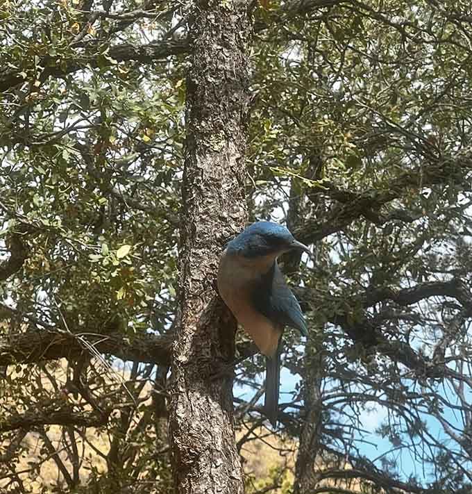 A Mexican jay poses perfectly, clearly understanding its role as the trail's unofficial welcoming committee member.