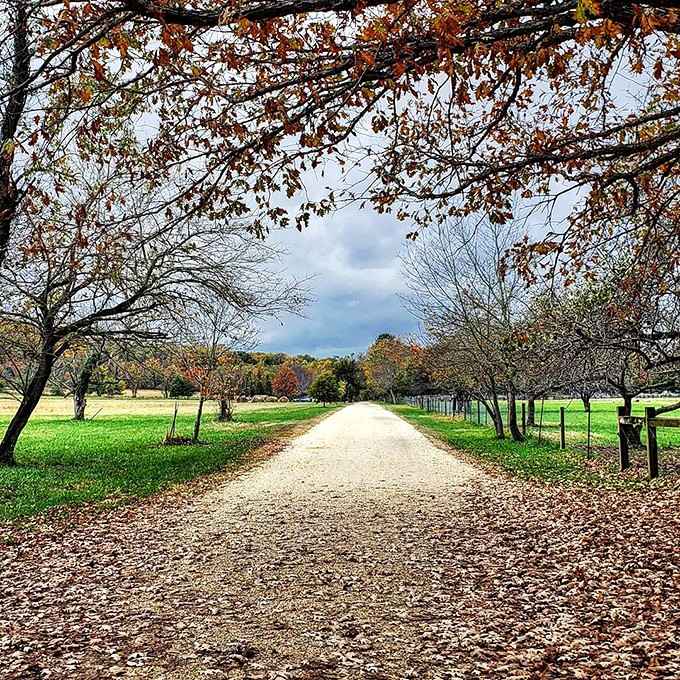Tree-lined paths like this make you wonder why anyone bothers with expensive gym memberships anymore.
