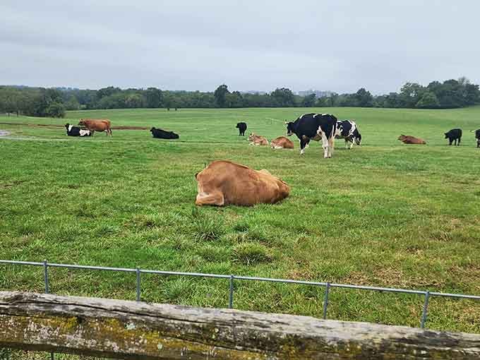 Rescued cows graze peacefully across sprawling pastures, finally experiencing the freedom they always deserved to have.