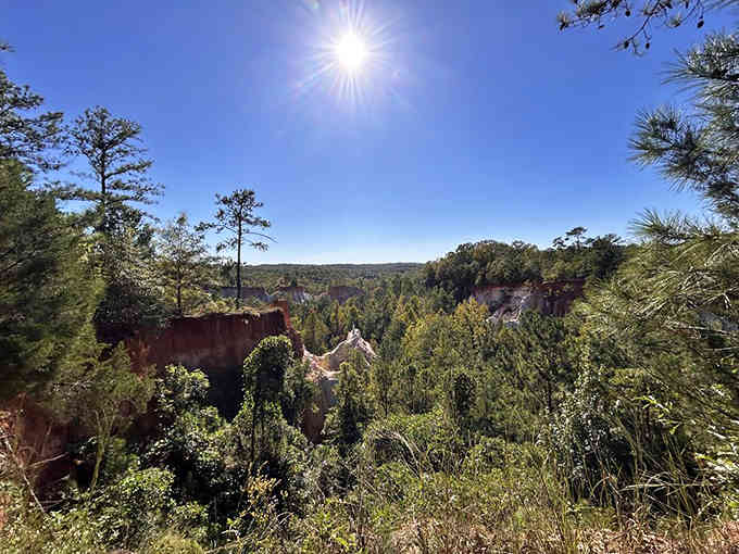 Sunlight illuminates the canyon's rim where ancient pines stand guard over Georgia's most colorful geological secret below.