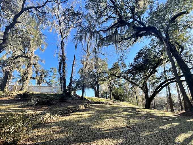 Ancient trees standing guard over the spring like they've been on duty since time began here.