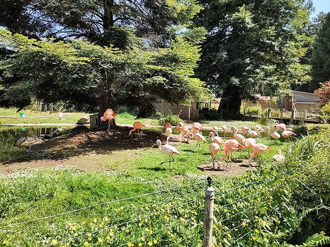 Even the flamingos at ground level seem to be wondering why you get the better view.