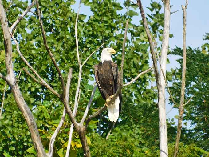 A bald eagle perched in the trees reminds you that America's most majestic bird approves of your adventure choice.