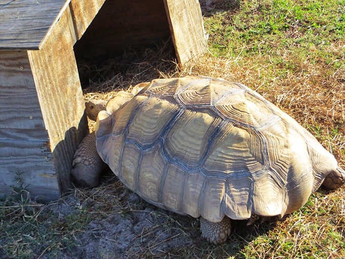 Moving at the speed of "I'll get there when I get there," this tortoise wrote the book on patience.