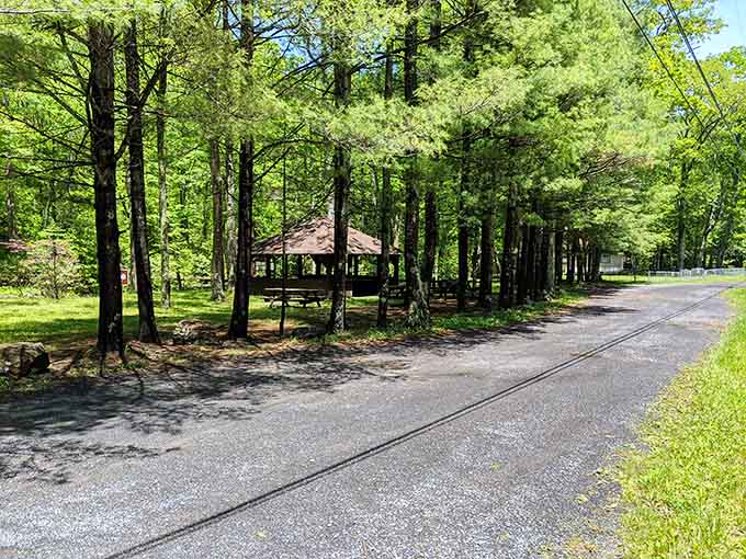 A quiet road winds through towering trees, inviting you to slow down and breathe deeply.