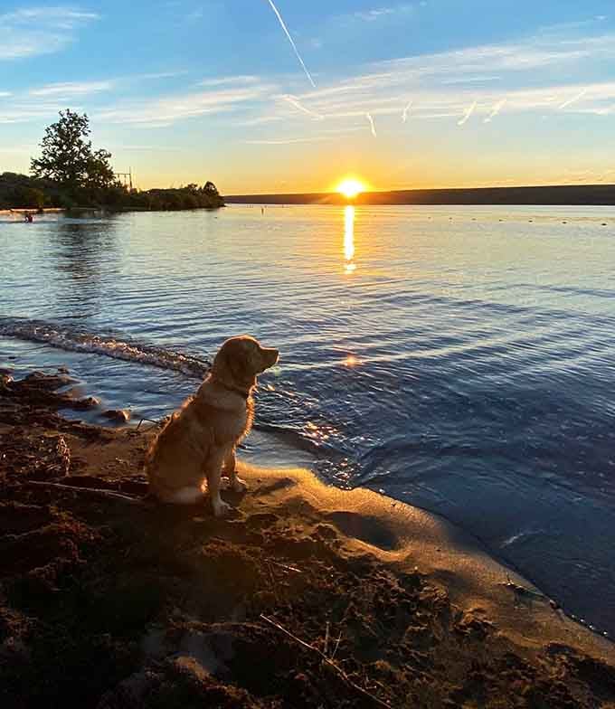 Even the dogs know a good sunset spot when they see one, and they've got excellent taste in scenery.
