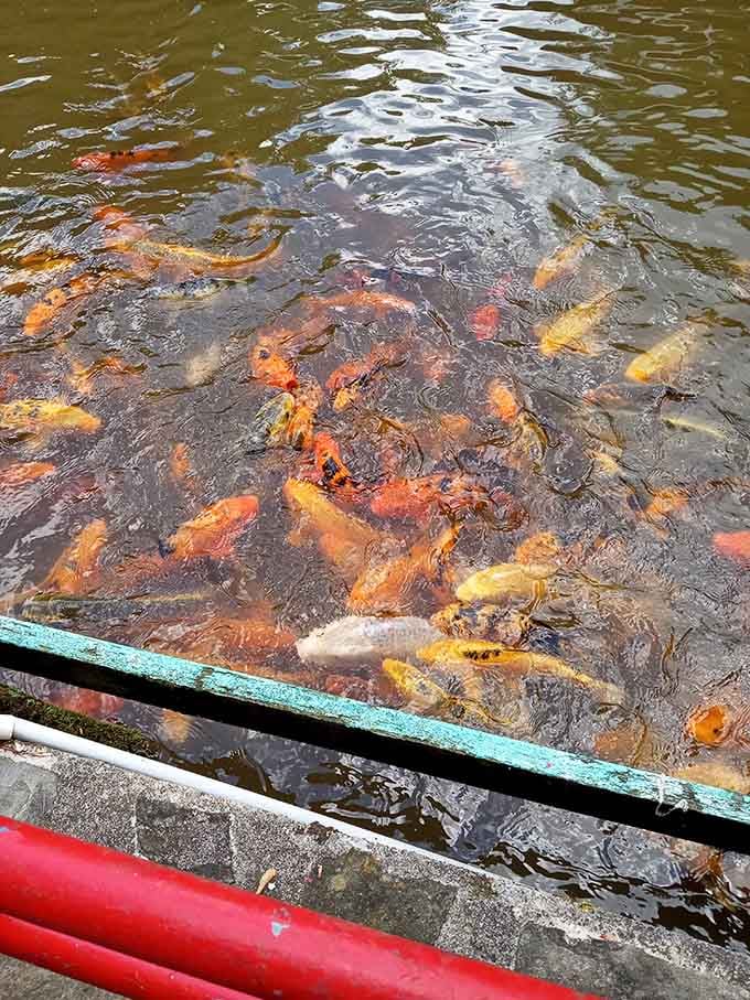 Koi fish swarm at Santa's Land like they're auditioning for the most colorful Christmas ornament ever.