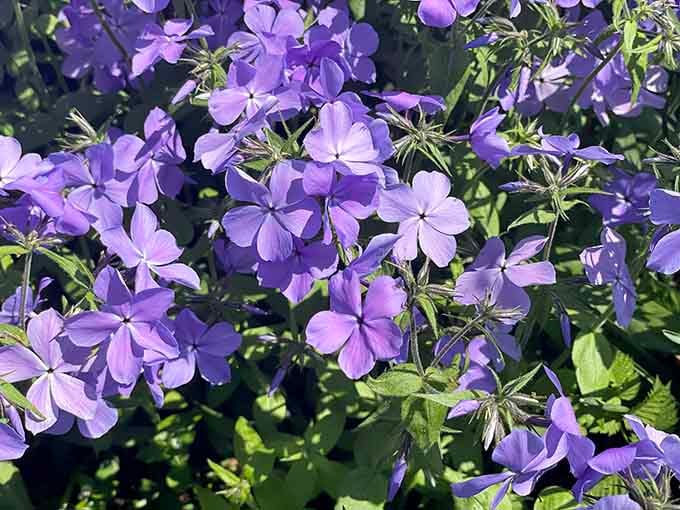 These delicate purple blooms add a touch of Monet to your carousel visit, because beauty deserves beautiful surroundings.