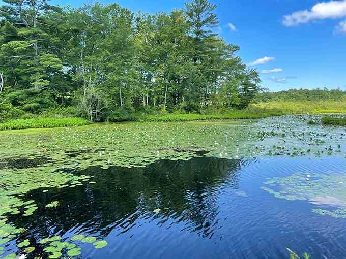 Summer transforms the pond into a lily pad paradise that looks exactly like every nature documentary you've ever loved.