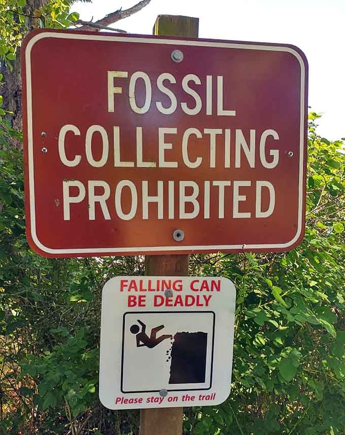 Fair warning: fossil collecting is prohibited, but admiring ancient history embedded in stone remains perfectly legal and fascinating.