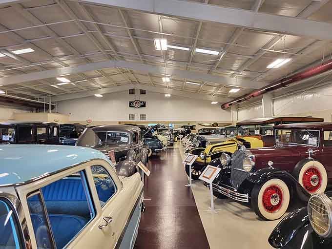 Row after gleaming row of automotive history, each one telling its own story of American roads and dreams.