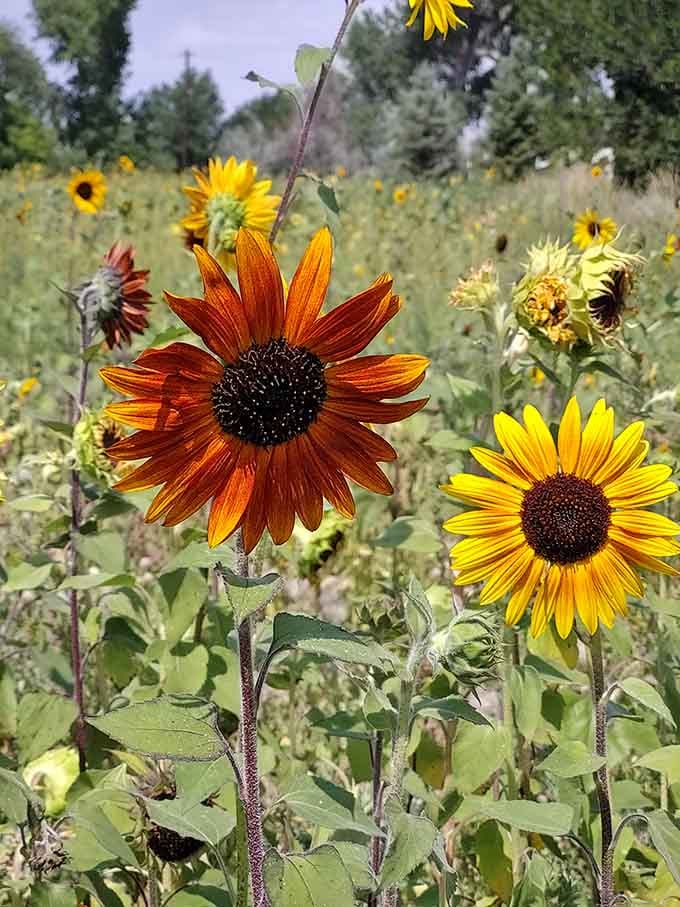 The variety of sunflower colors and patterns here showcases nature's artistic range, from classic yellow to stunning burgundy tones.