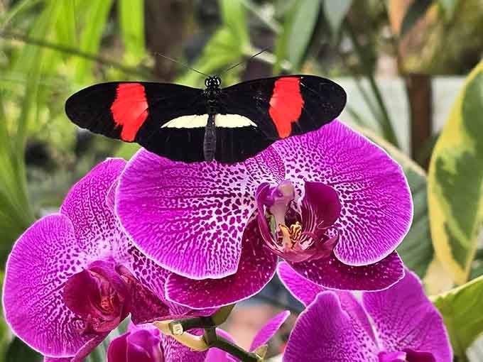 The Postman butterfly delivers beauty in bold red and black, no stamp required for this special delivery.