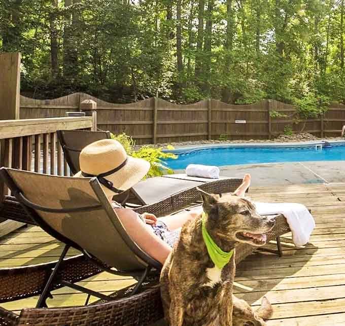 Poolside relaxation reaches new heights when your lounge companion has four legs and infinite charm.